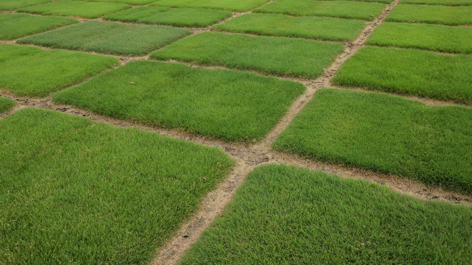 Highlighted Research | Turfgrass Science | Nebraska