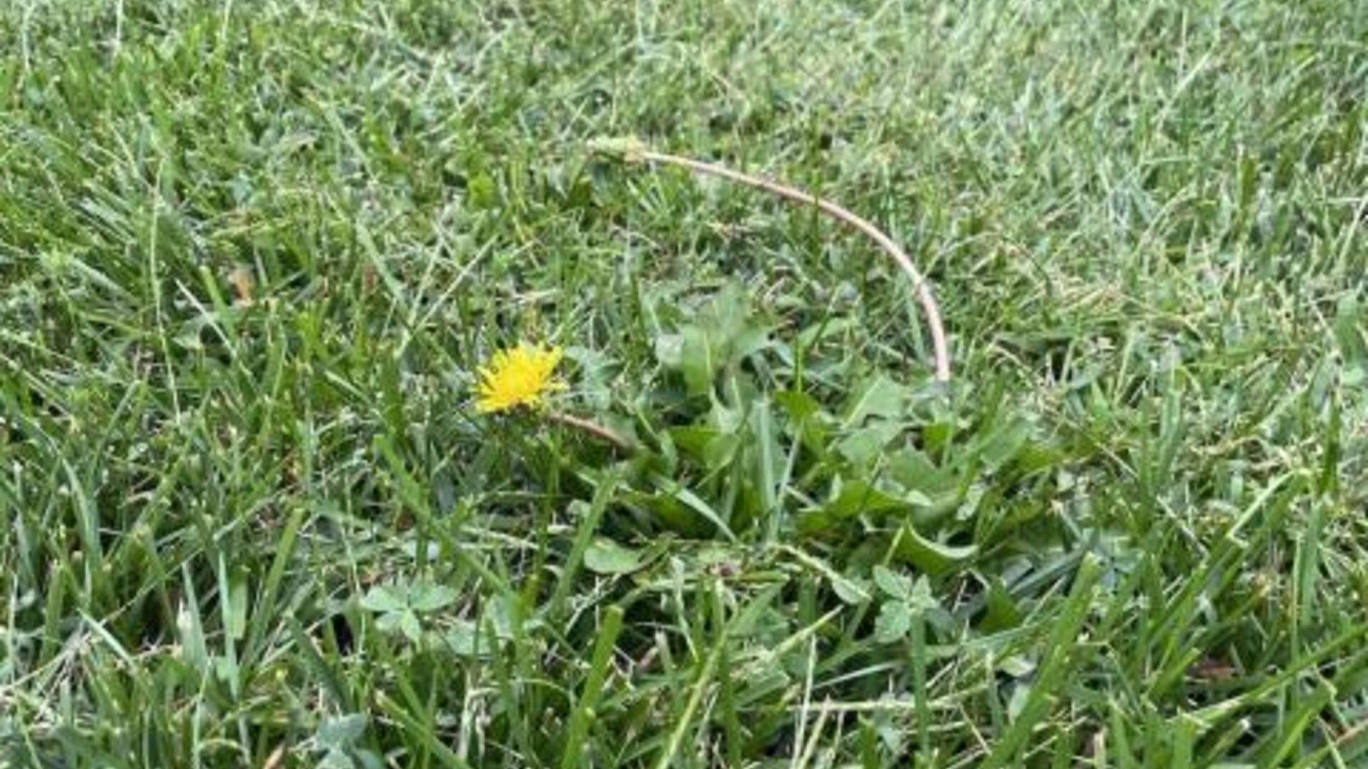 Perennial Broadleaf Weed Management in the Fall | Turfgrass Science ...