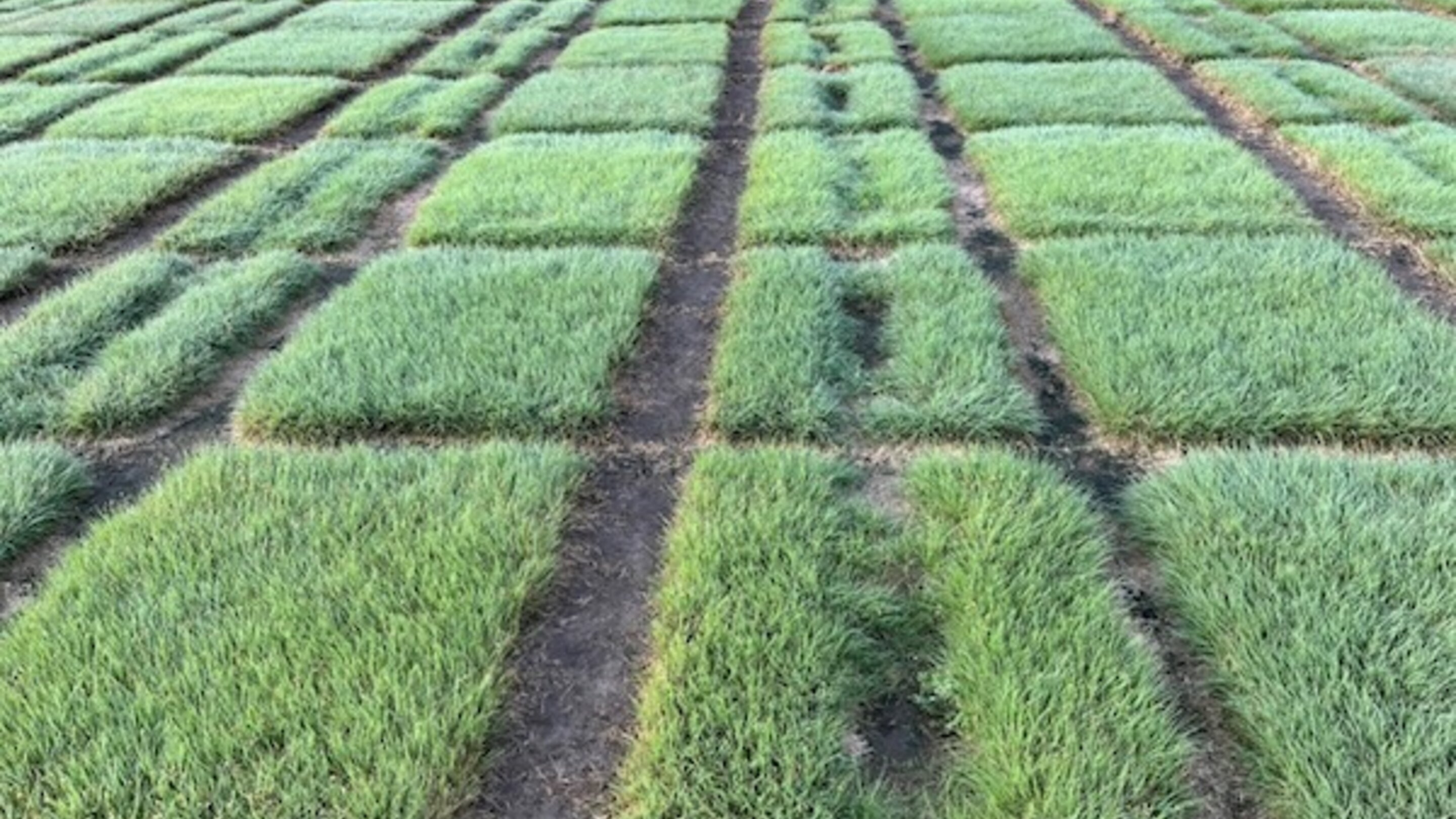 Turfgrass Science | Nebraska