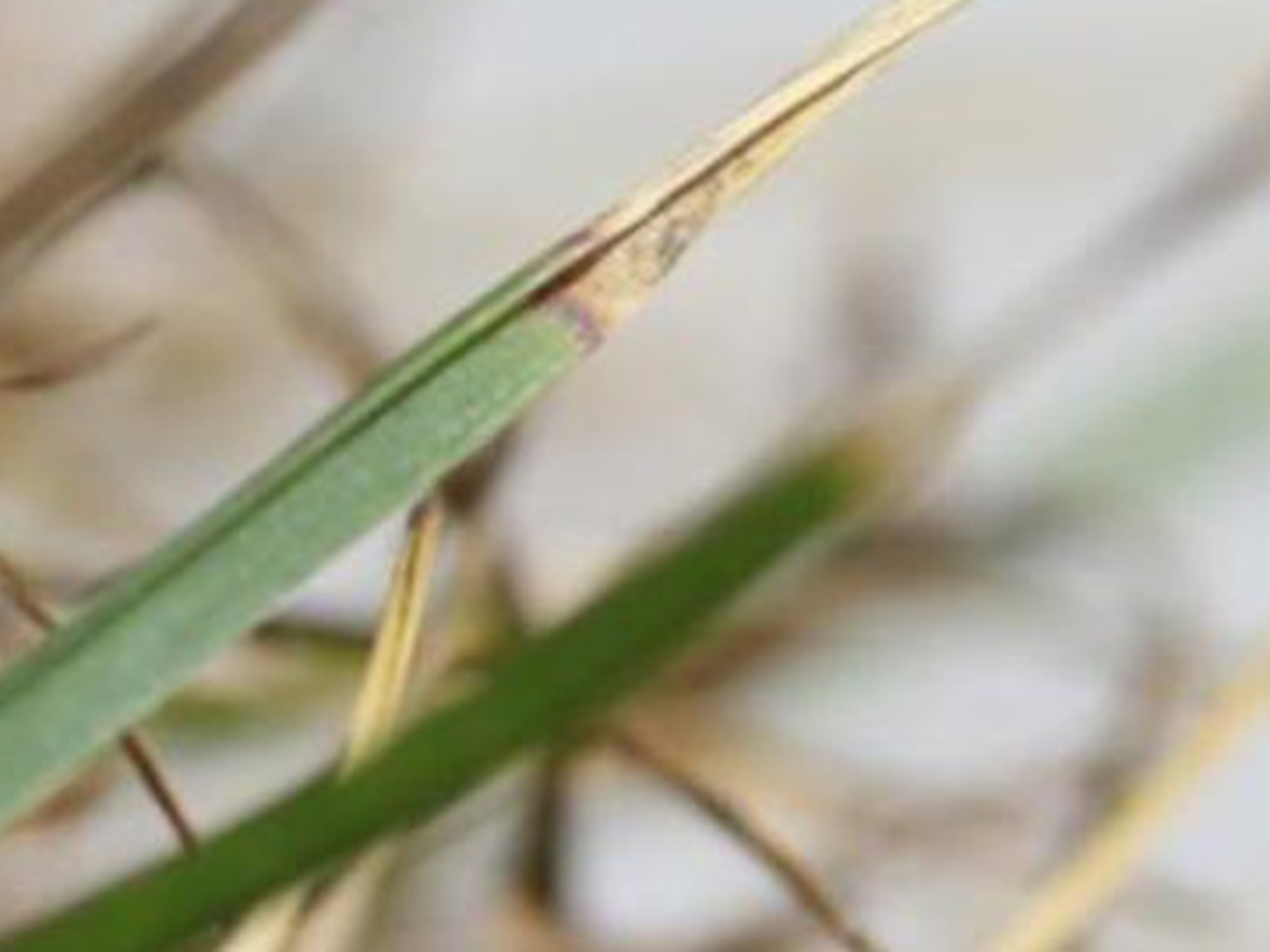 Turf Fact Sheets & NebGuides | Turfgrass Science | Nebraska